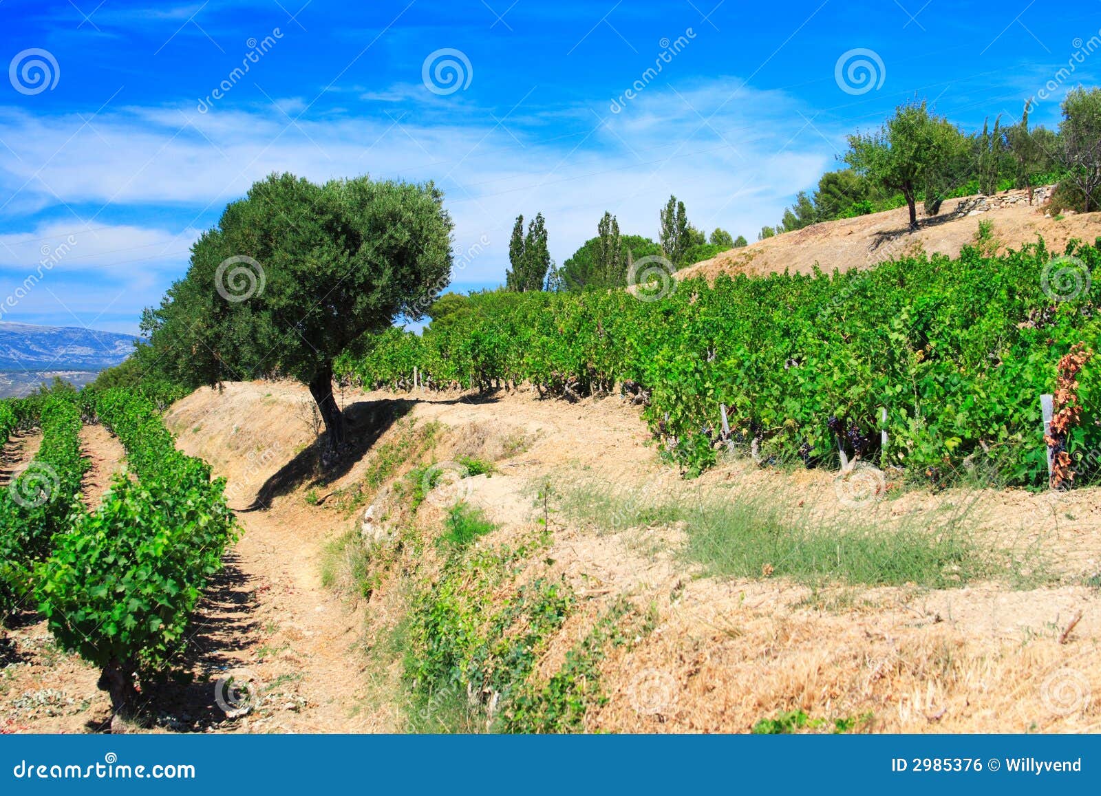 Olive-tree and vineyards stock photo. Image of slopes - 2985376