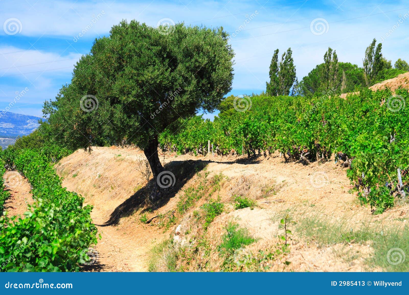 Olive-tree and vineyards stock image. Image of blue, french - 2985413