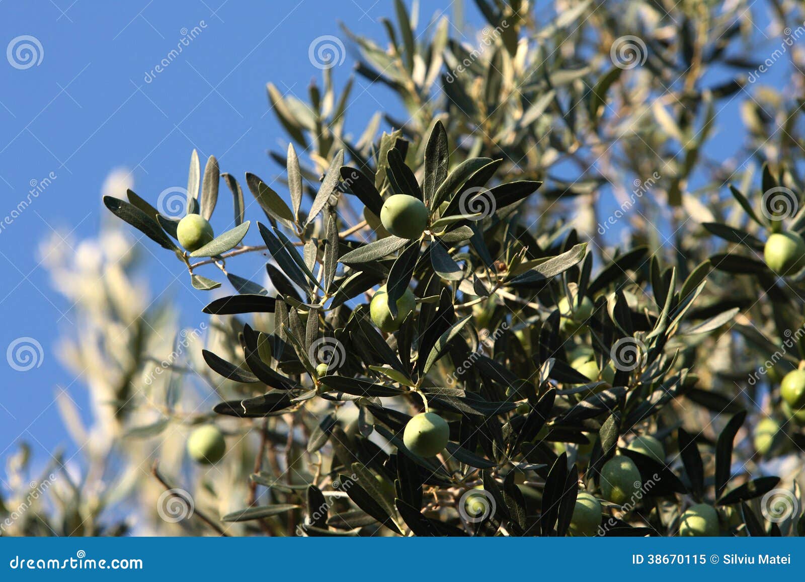 Olive tree stock image. Image of green, nature, hanging - 38670115