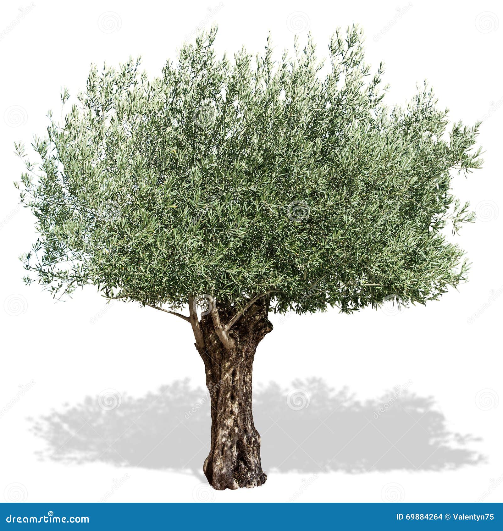 Olive Tree on a White Background. Stock Photo - Image of isolated ...