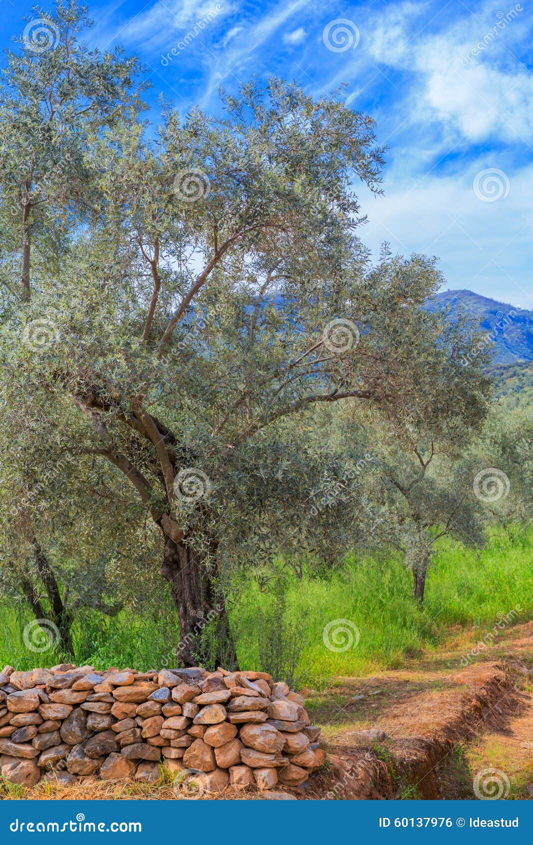 Olive tree stock photo. Image of design, country, outdoors - 60137976