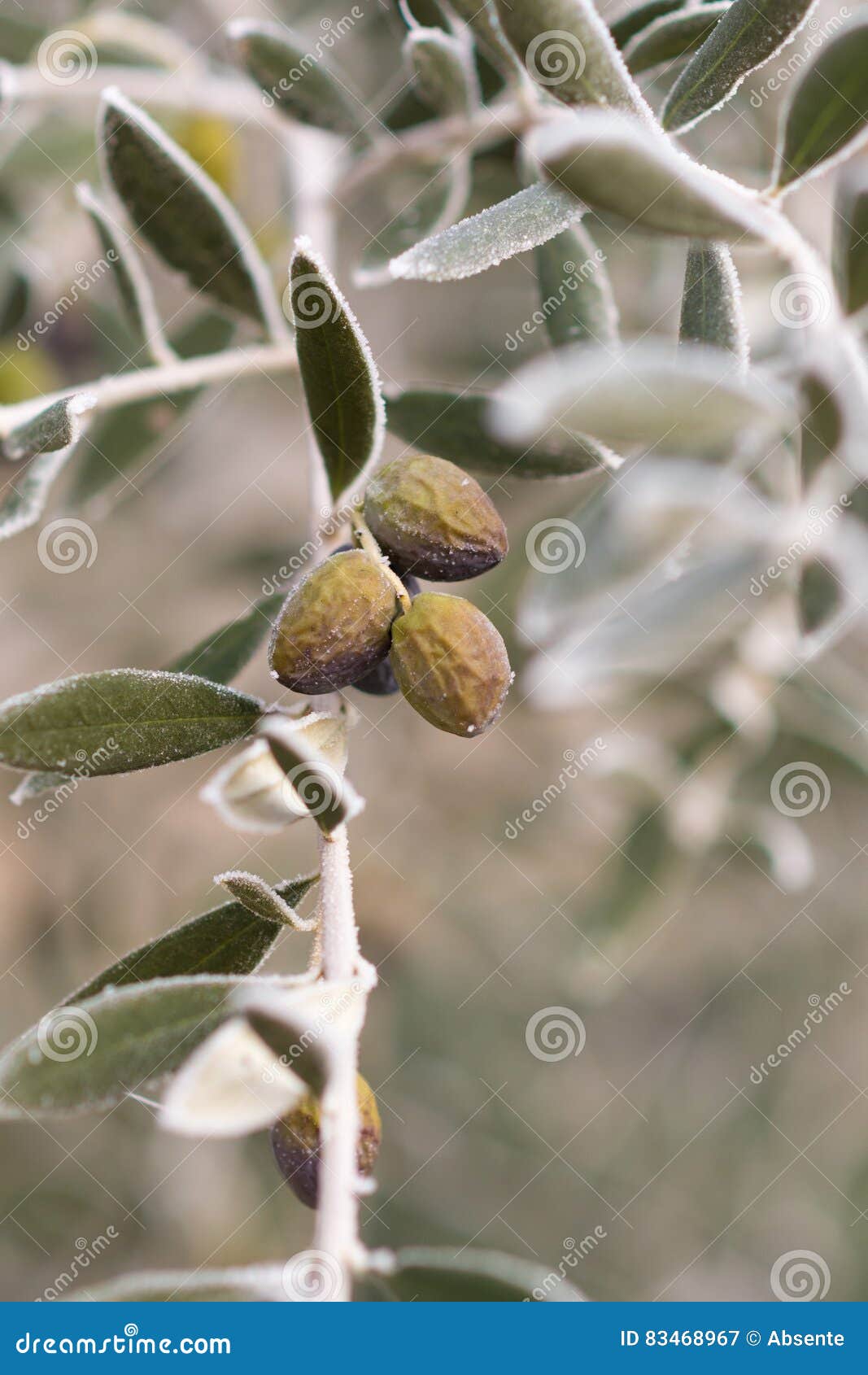 Olive tree in winter stock image. Image of frozen, rime - 83468967
