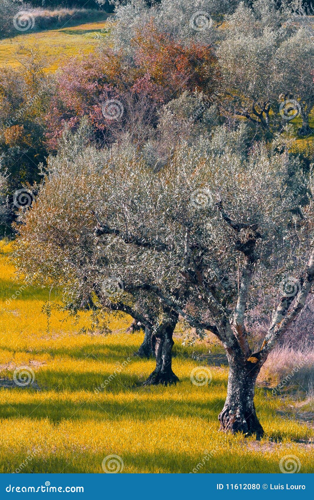 Olive Trees stock photo. Image of daylight, olive, industry - 11612080