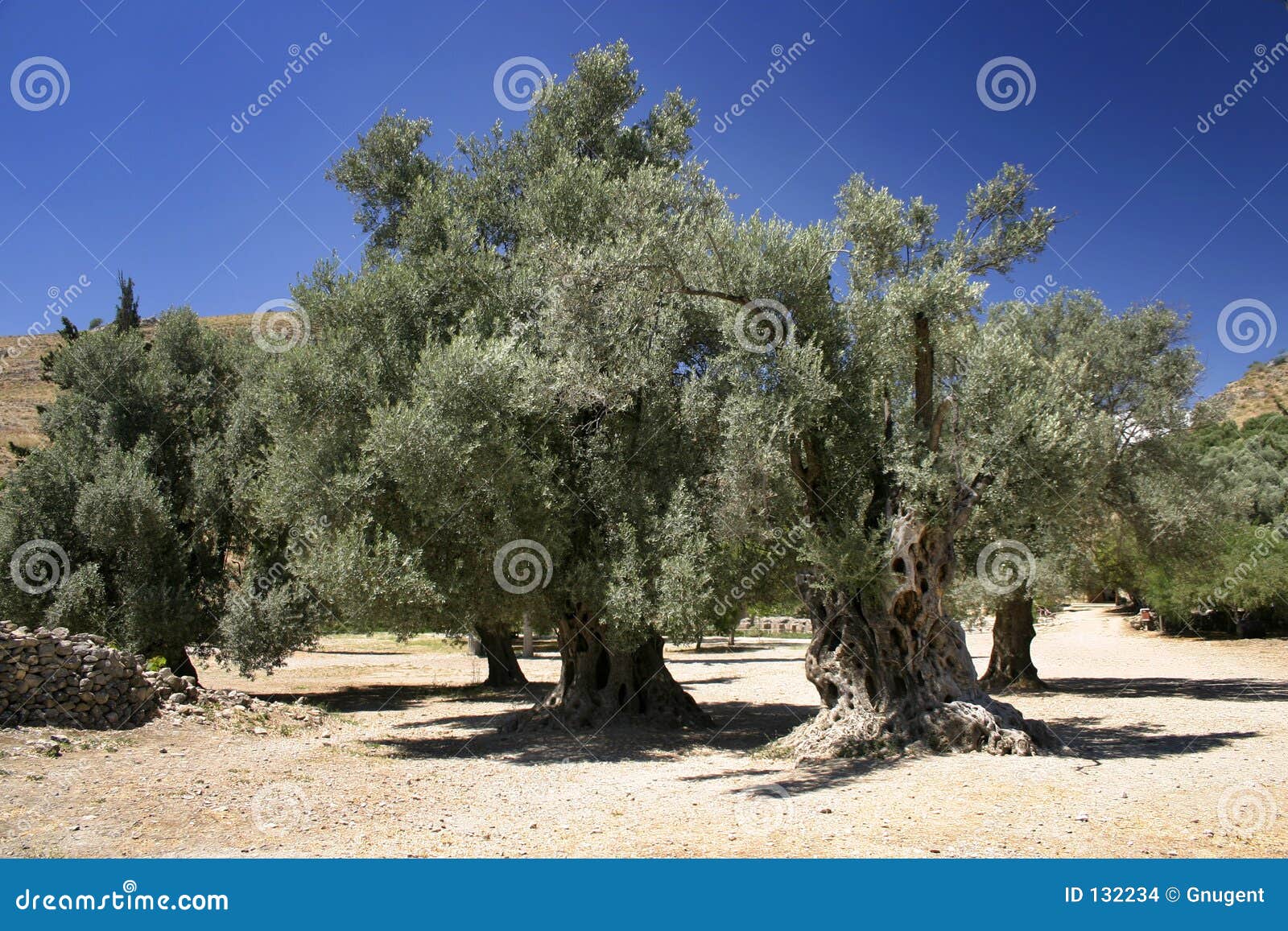 Olive Trees Royalty-Free Stock Photo | CartoonDealer.com #10462977