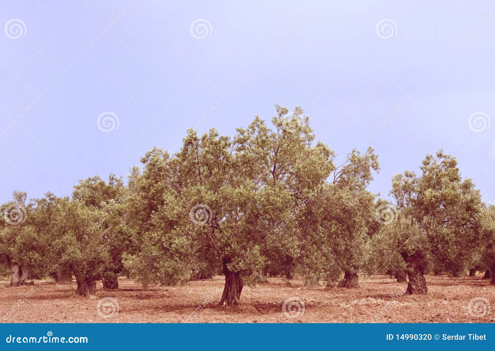 Olive Trees stock photo. Image of agriculture, olive - 14990320