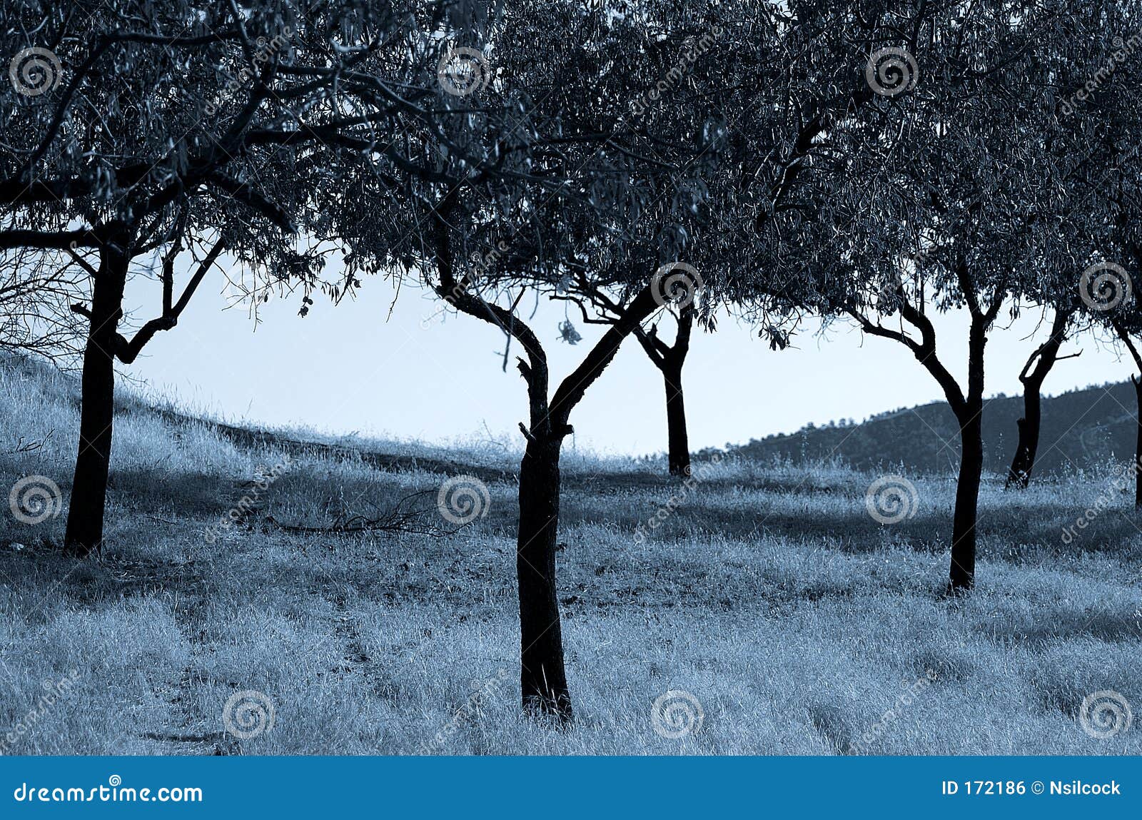 Olive Trees stock photo. Image of olive, nature, forest - 172186