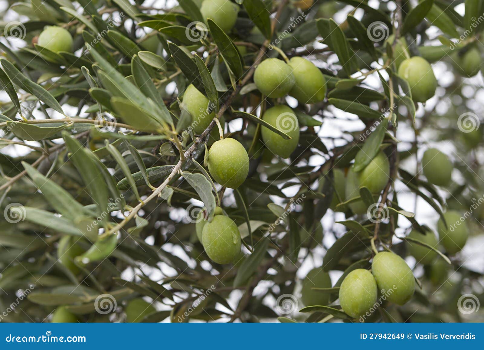 Olive Trees stock image. Image of organic, agrarian, grove - 27942649