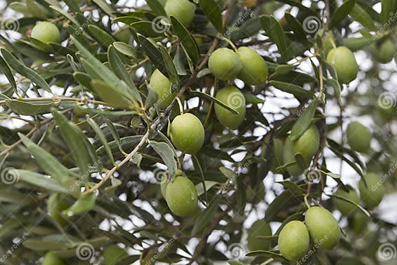 Olive Trees stock image. Image of organic, agrarian, grove - 27942649
