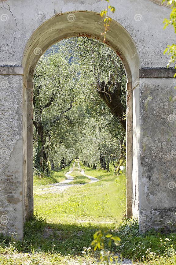 Olive Trees through the Archway Stock Photo - Image of archway, opening ...