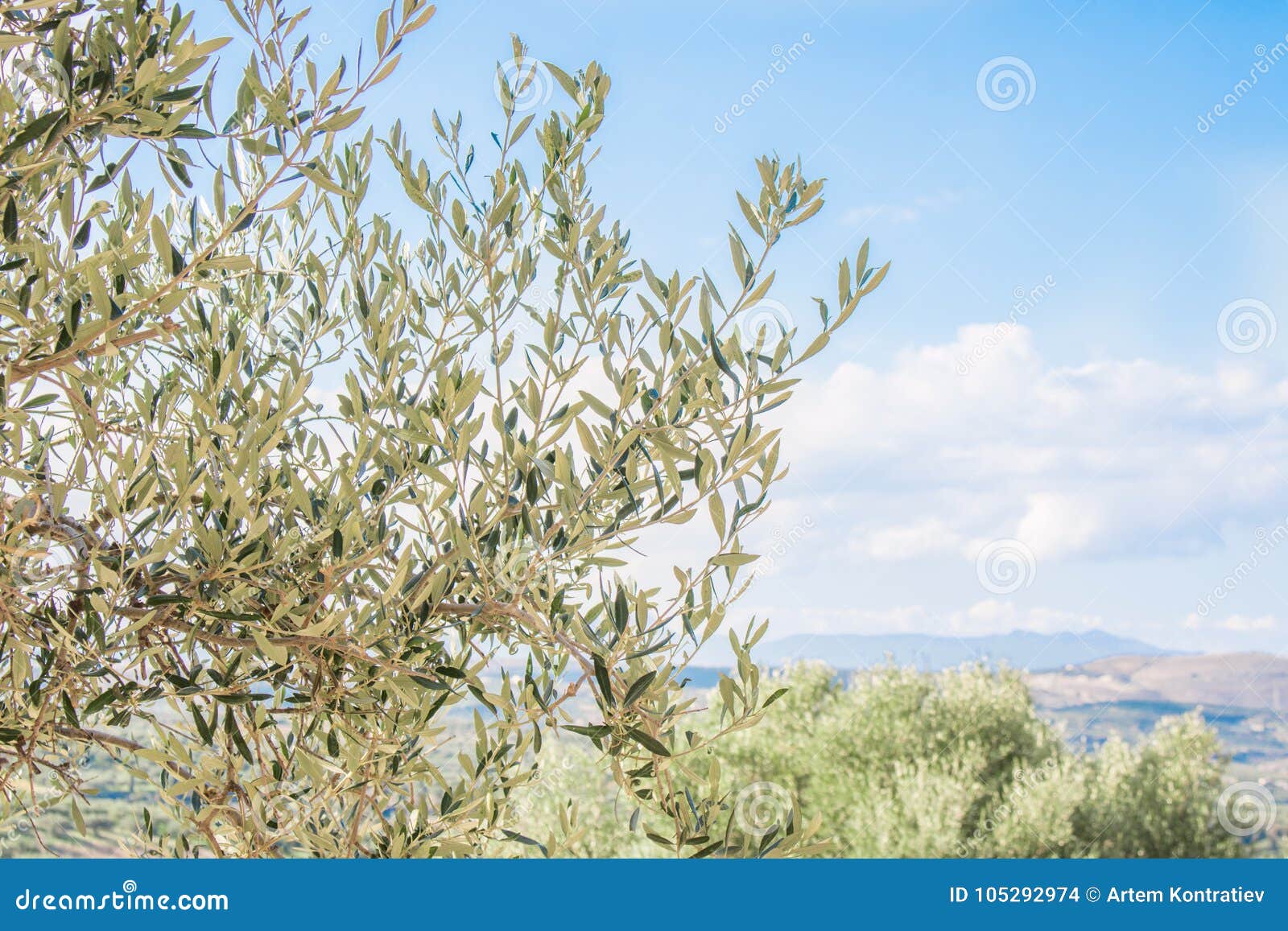 Olive Trees Banches with Mountains and Fields. Stock Photo - Image of ...