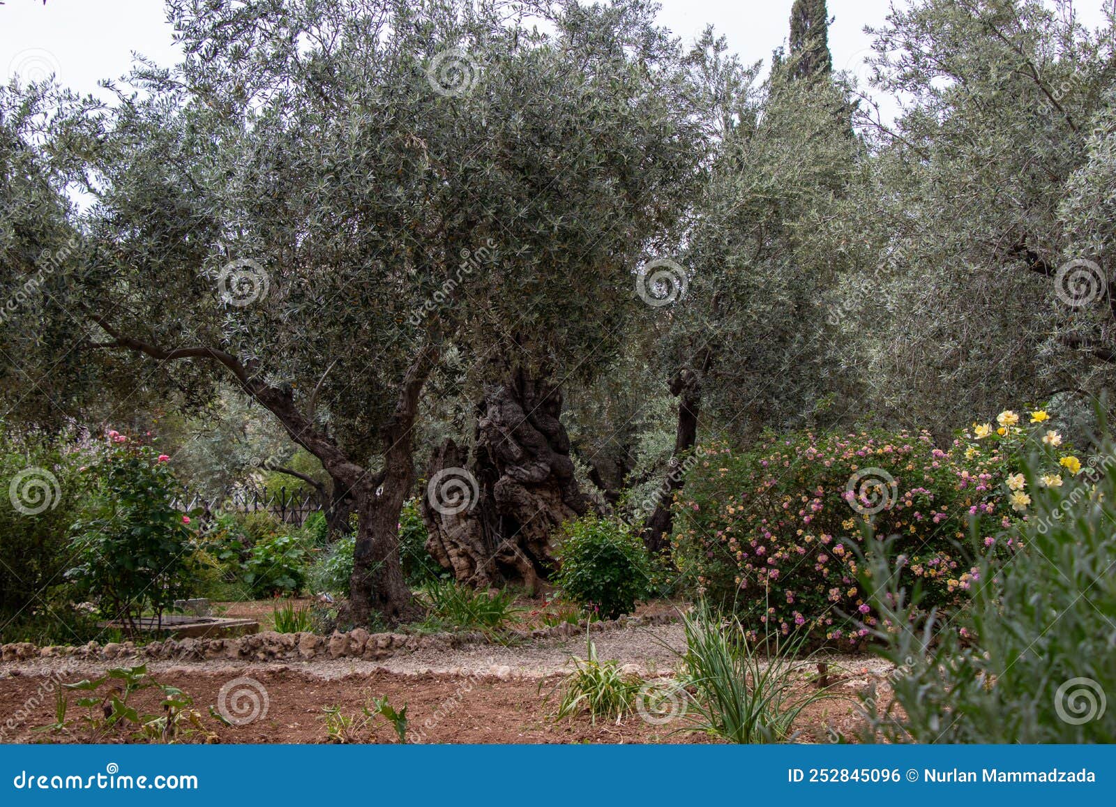 Olive Trees In The Biblical Garden Of Gethsemane Where Jesus Prayed