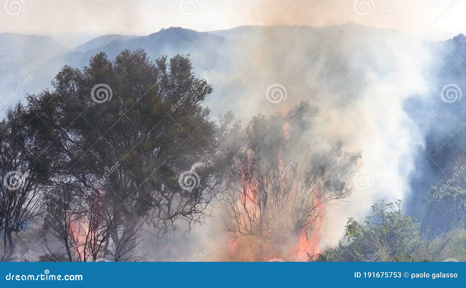 Olive Trees Burning on Summere Fire Flame,climate Changes Effect,nature ...