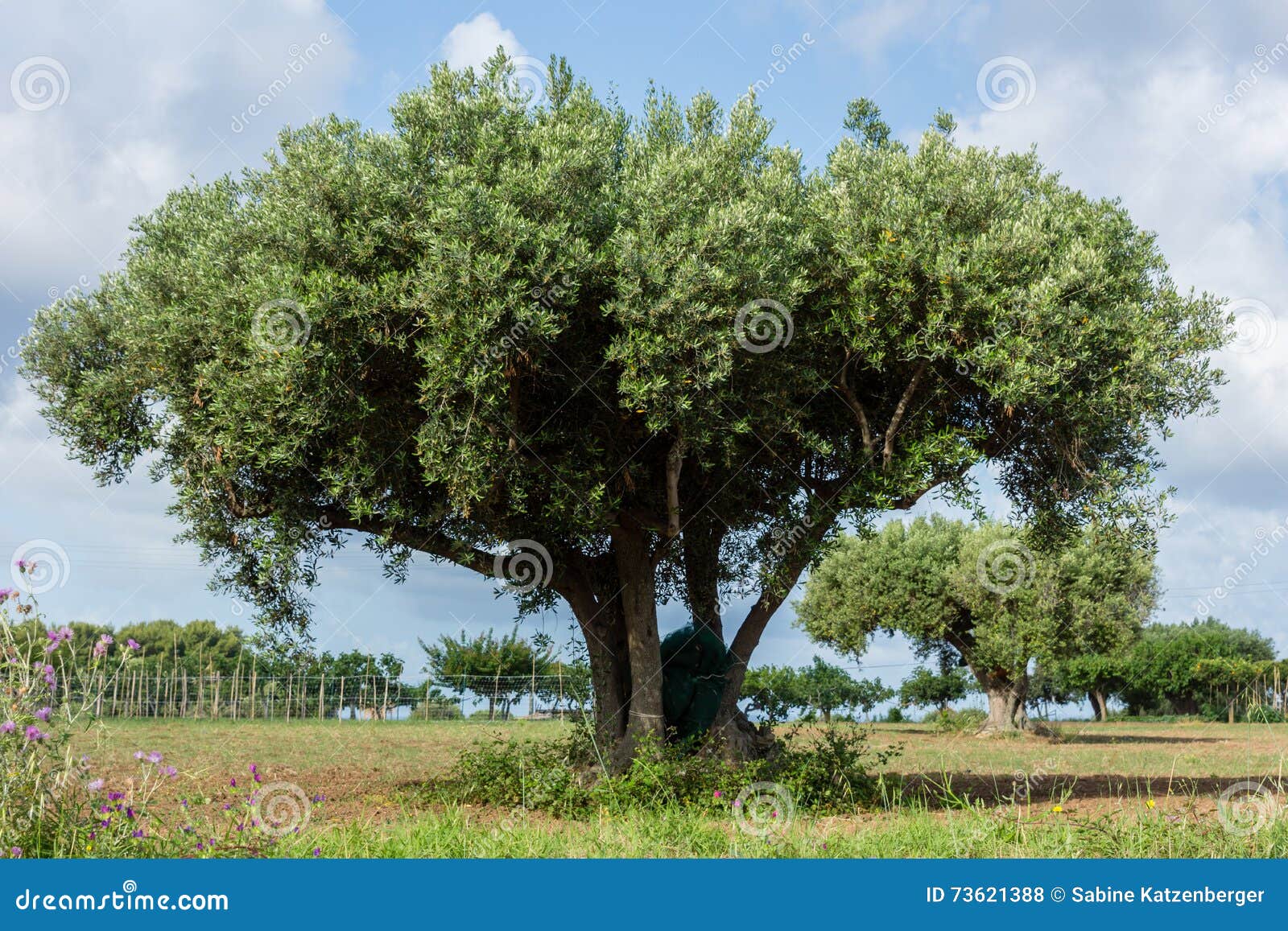 Olive trees in Calabria stock photo. Image of grove, countryside - 73621388
