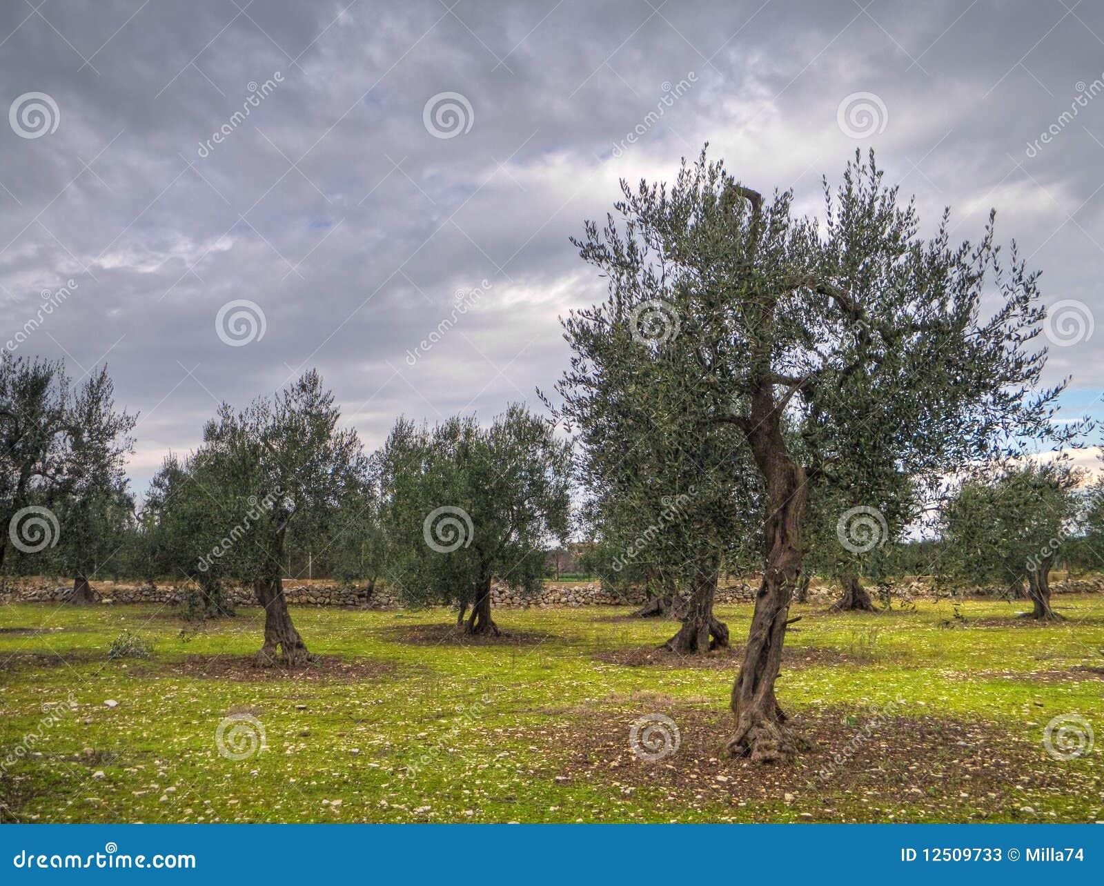 Olive Trees in a Cloudy Day. Stock Image - Image of country, biological ...