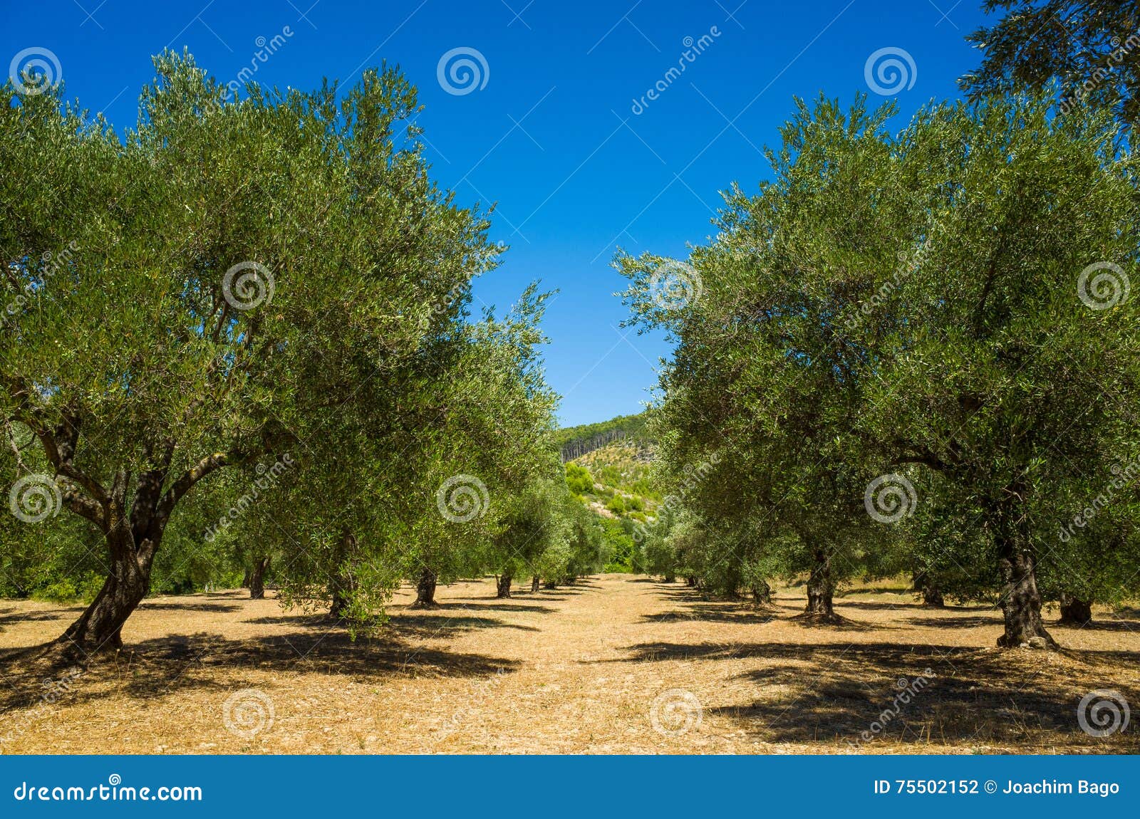 Olive Trees Croatia stockfoto. Bild von foto, sommer - 75502152