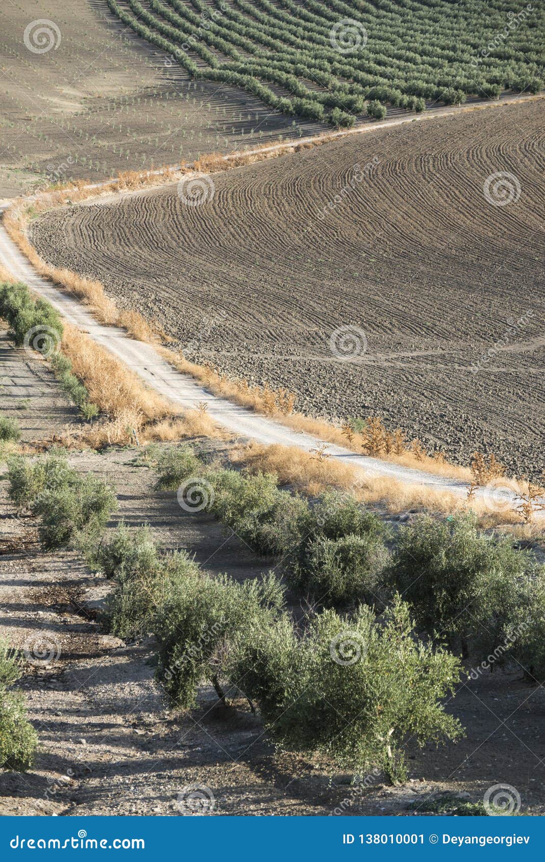 Olive trees and dirt road stock image. Image of travel - 138010001