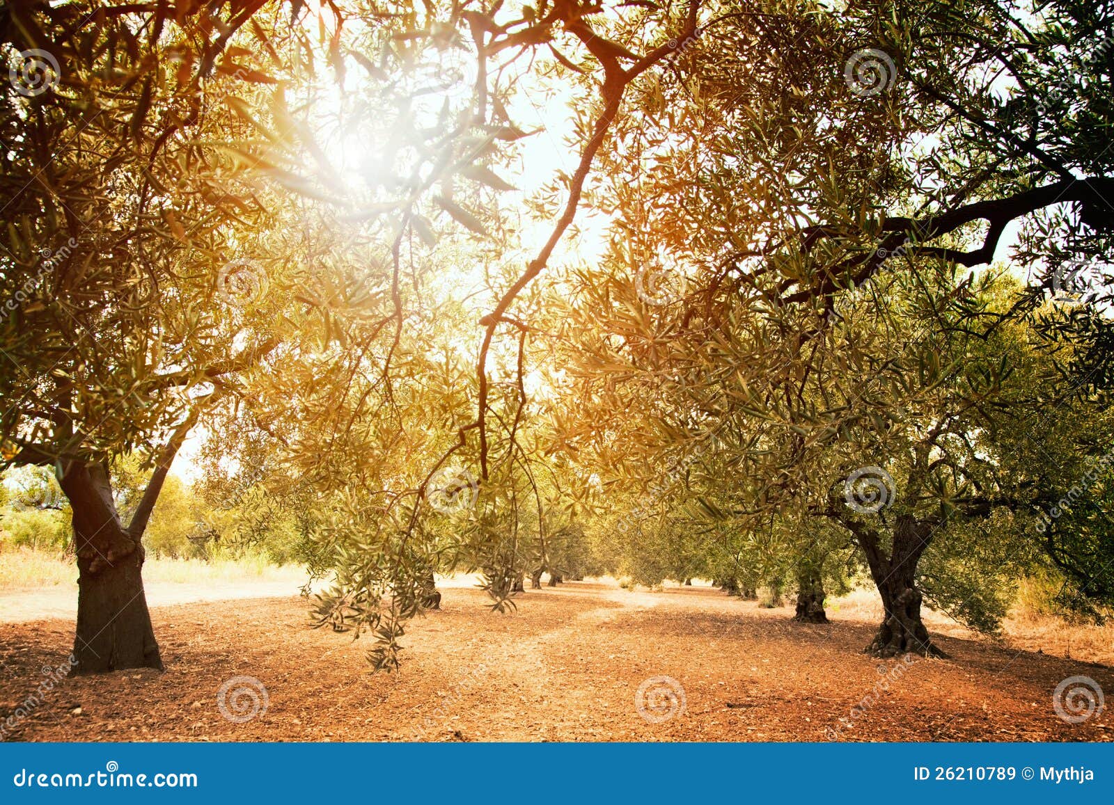 Olive trees farm stock image. Image of morning, aged - 26210789