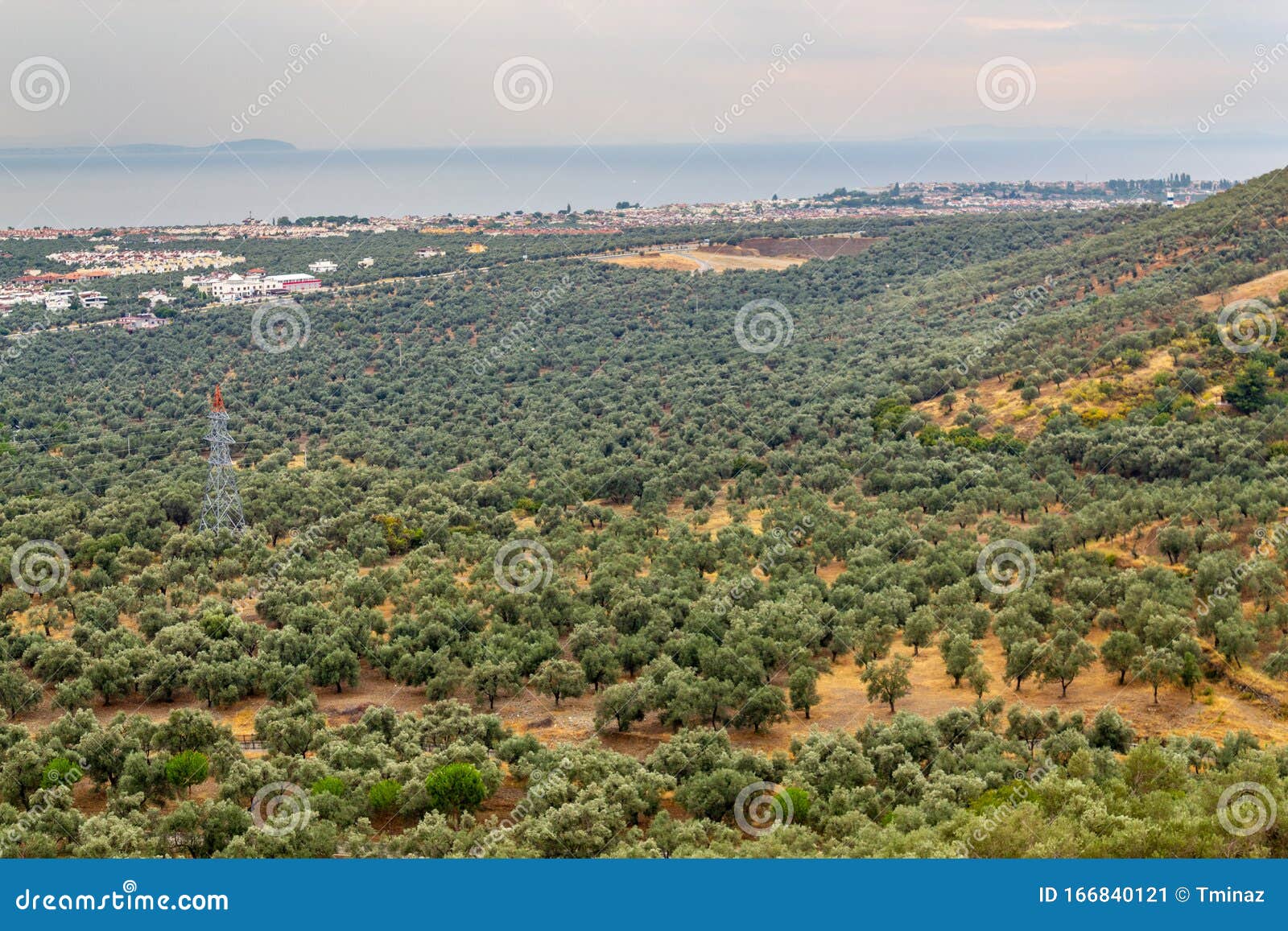 Olive Trees Farm Landscape Aerial Panoramic View Stock Image - Image of ...