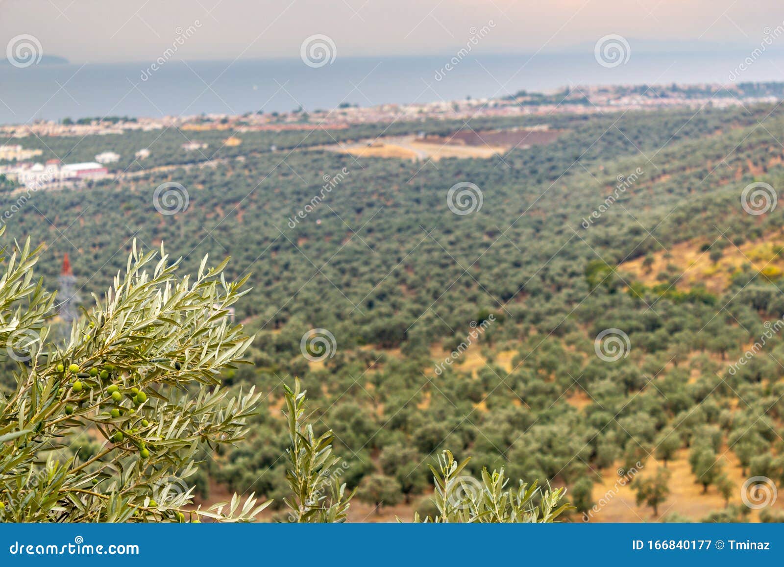 Olive Trees Farm Landscape Aerial Panoramic View Stock Image - Image of ...