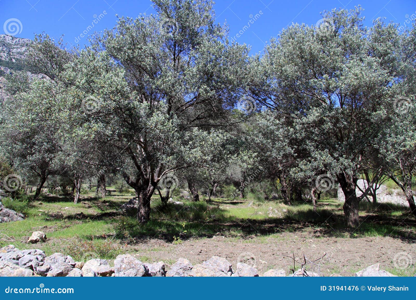 Olive trees stock photo. Image of crone, grass, farm - 31941476