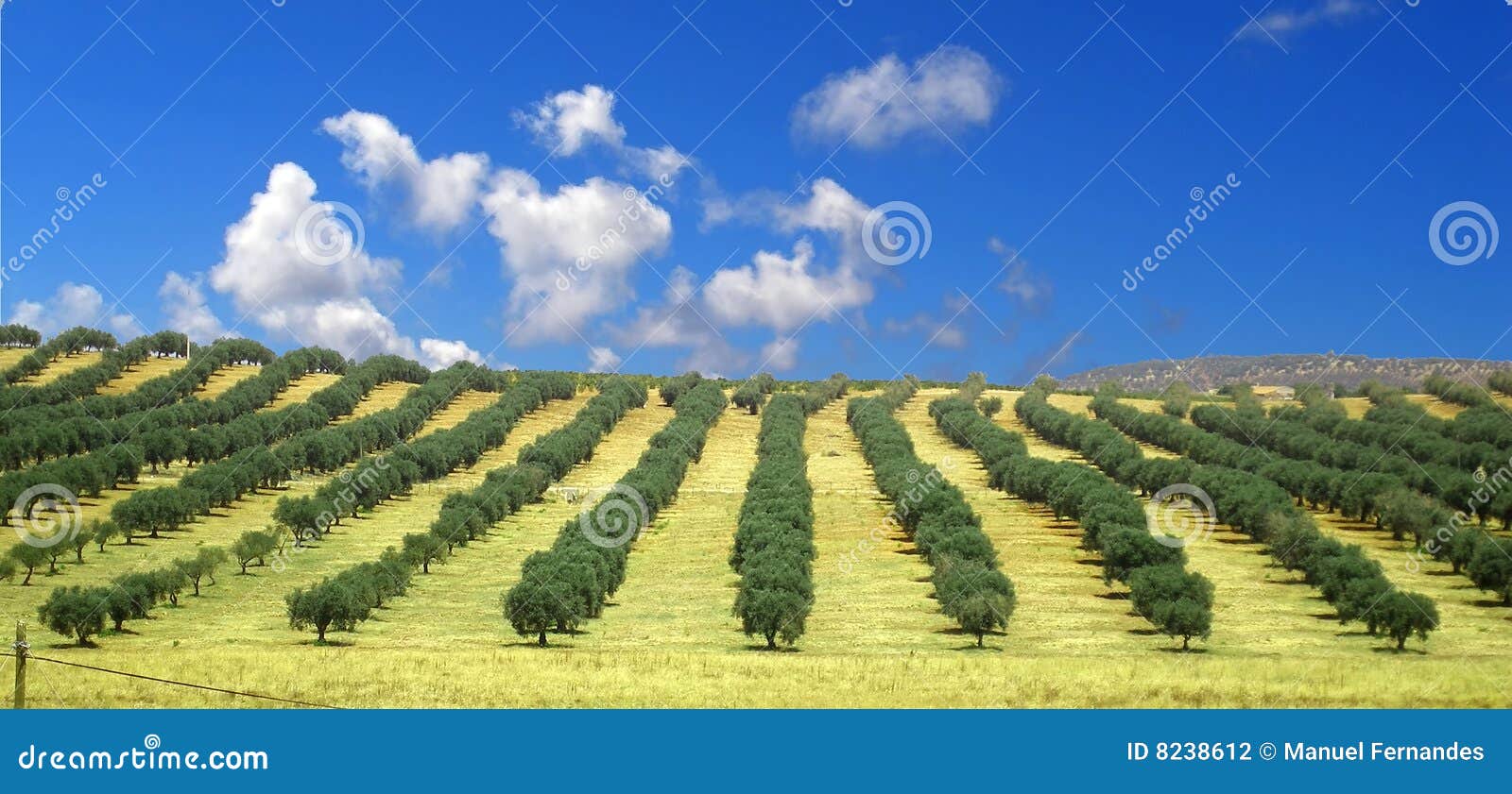 Olive trees field stock photo. Image of crop, nature, growing - 8238612