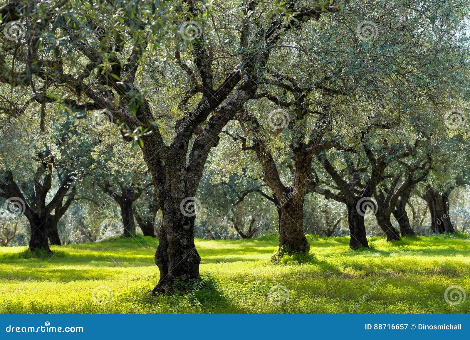 Olive Trees In Plantation With Knobby Trunk On Olive Tree Plantation In ...