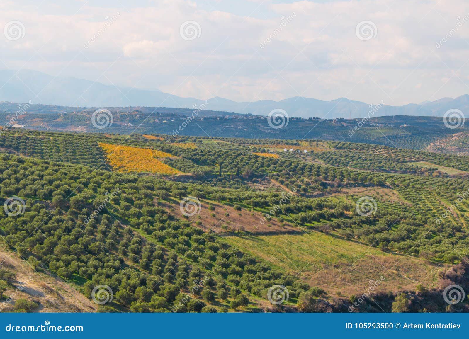 Olive Trees in Fields. Large Olive Plantations in the the Mountains ...