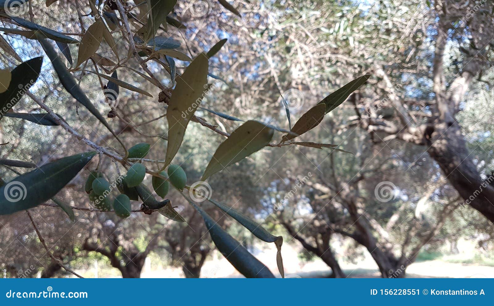 Olive Trees Forest Cultivation in Preveza Greece Stock Image - Image of ...