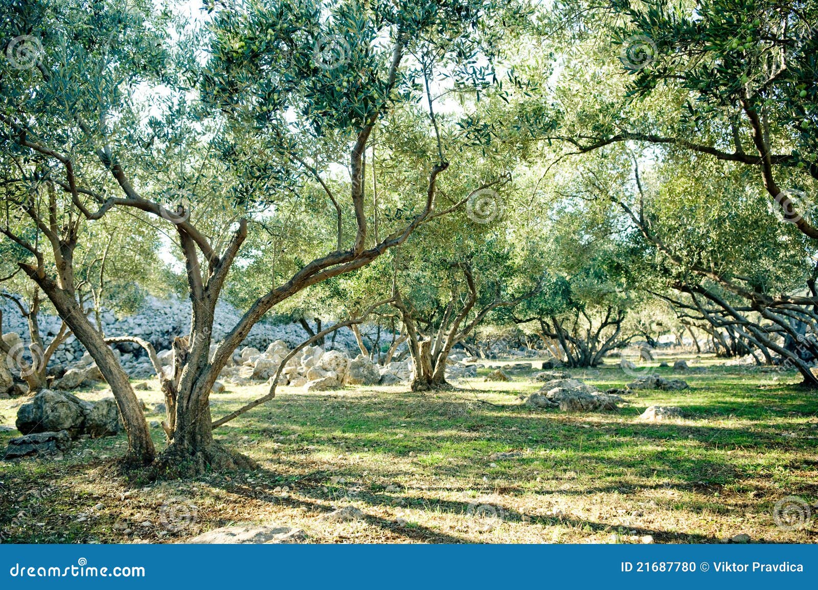 Olive trees grove stock photo. Image of green, leaf, natural - 21687780