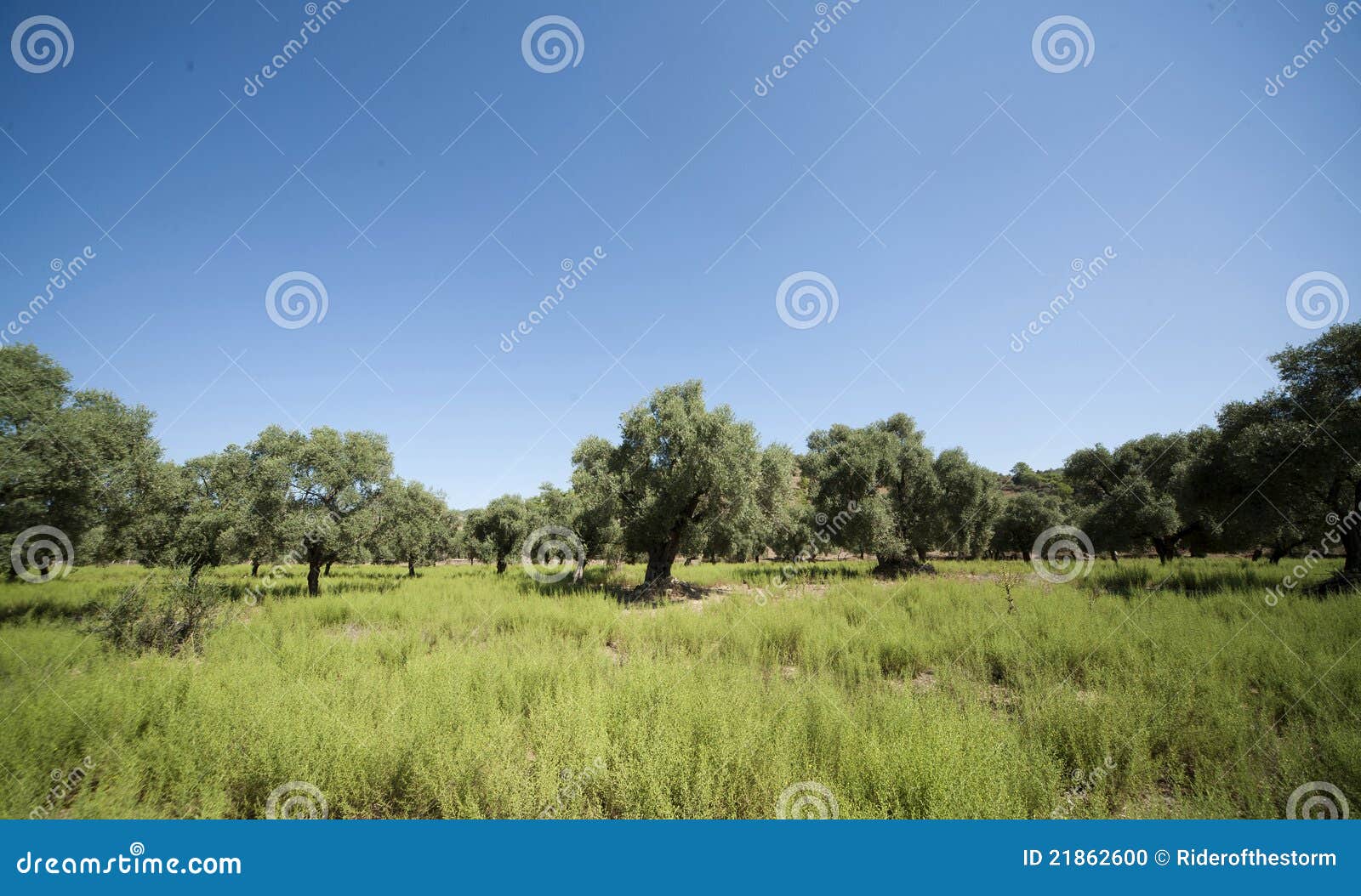 Olive trees or grove stock photo. Image of nature, grove - 21862600