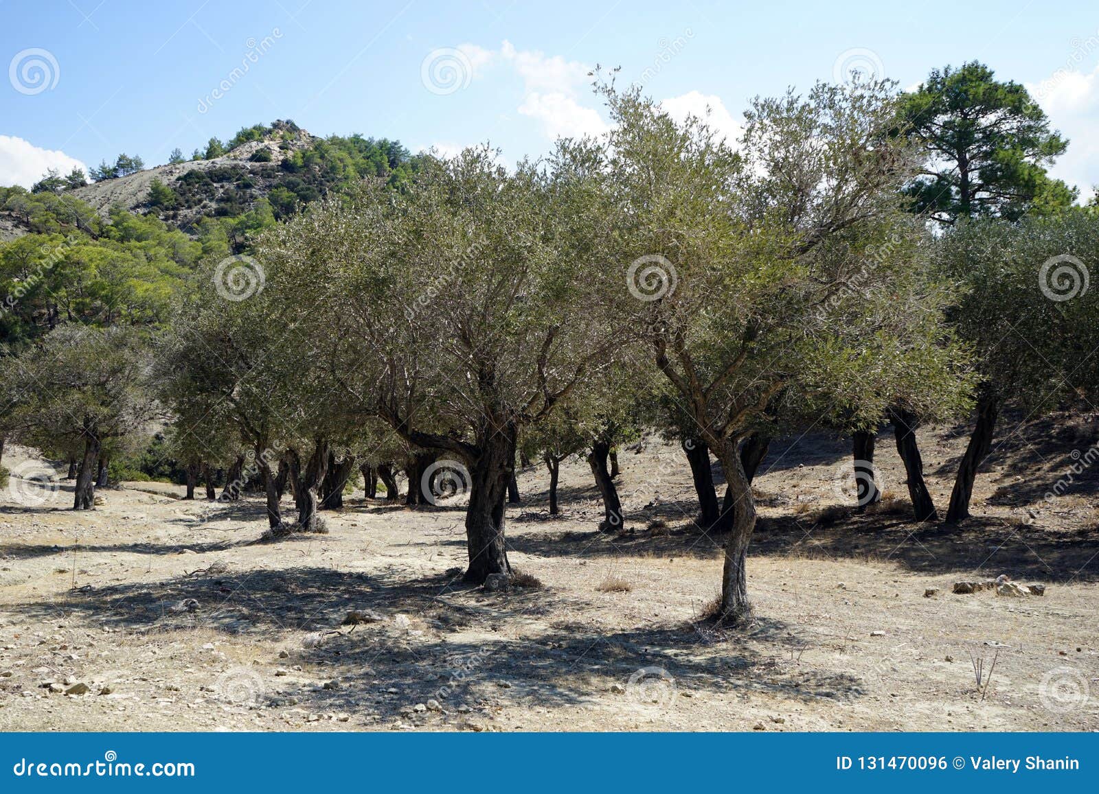 Olive trees in the grove stock photo. Image of tree - 131470096