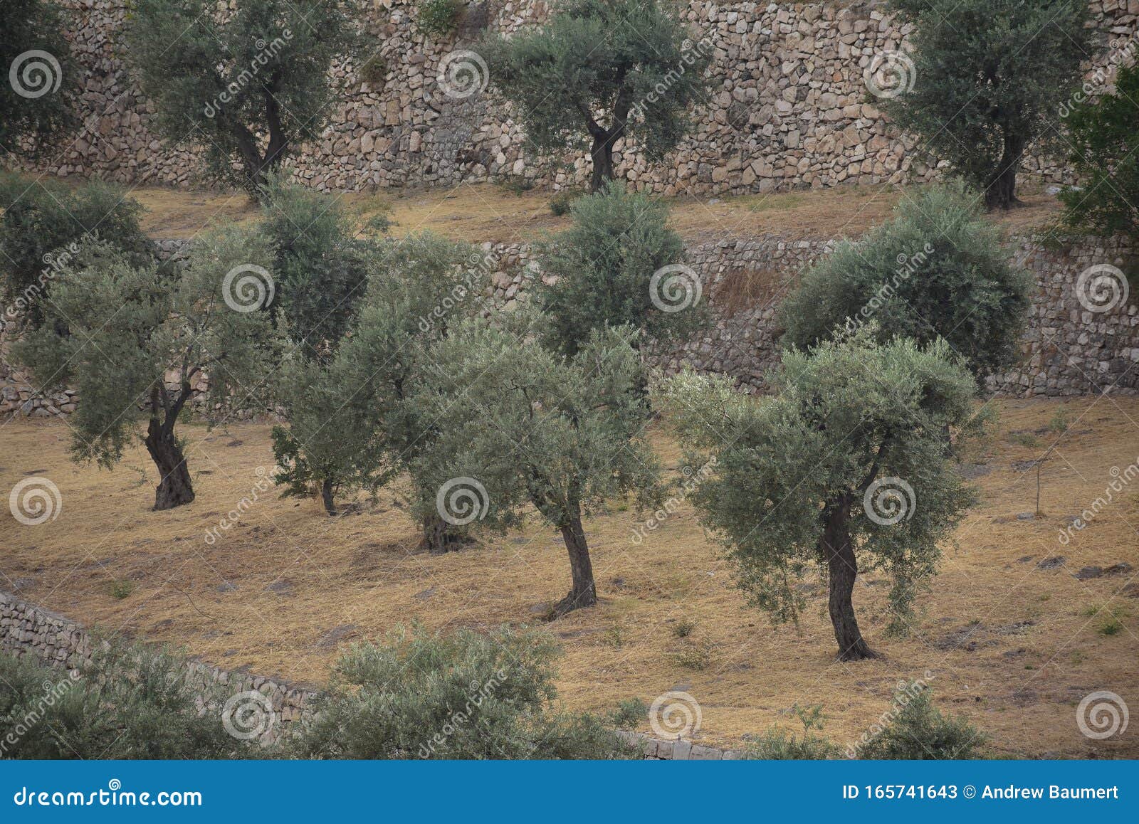 Olive Trees in Mount of Olives Jerusalem Stock Image - Image of tourism ...