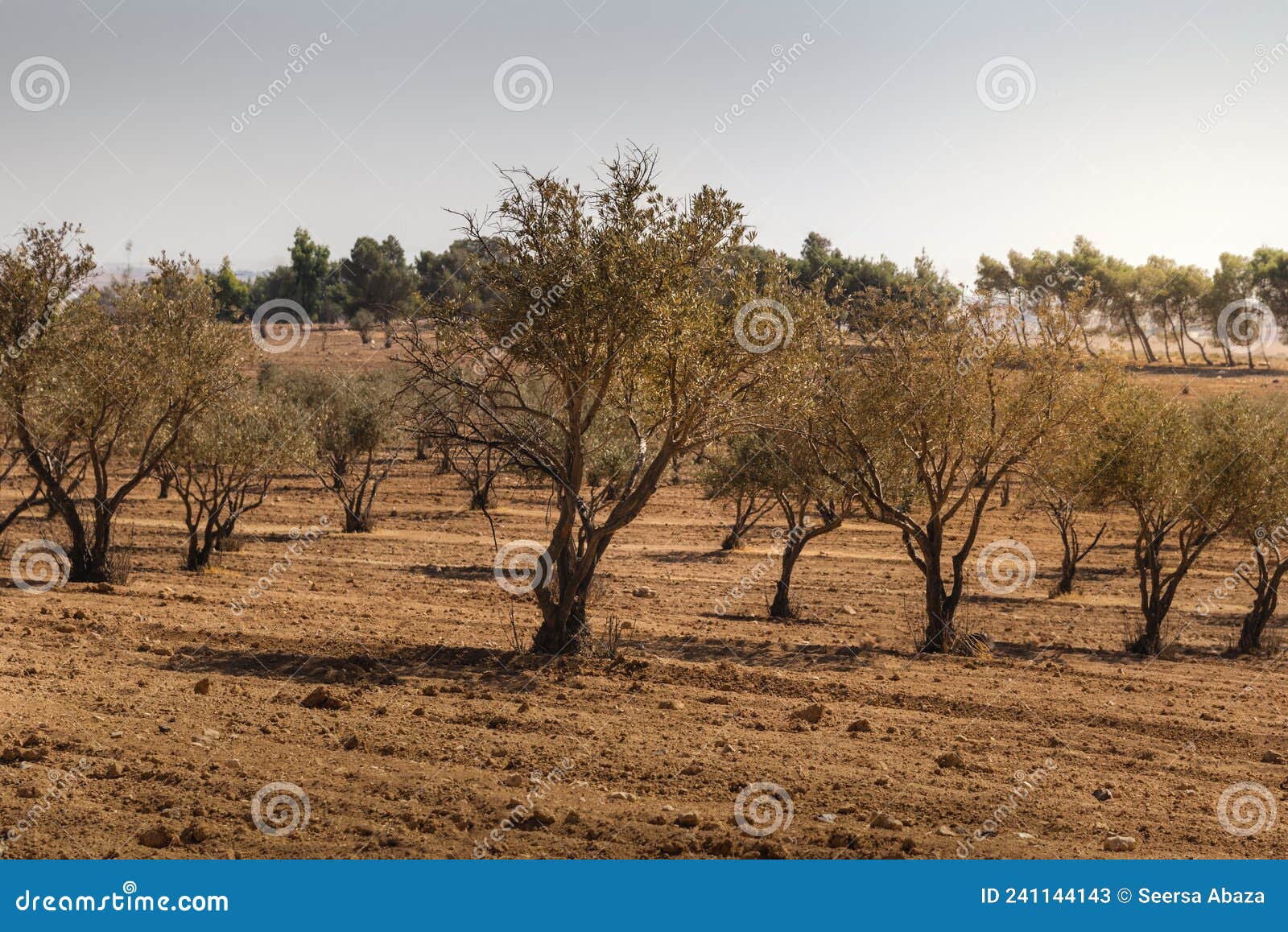 Olive trees in jordan stock image. Image of logo, harvest - 241144143