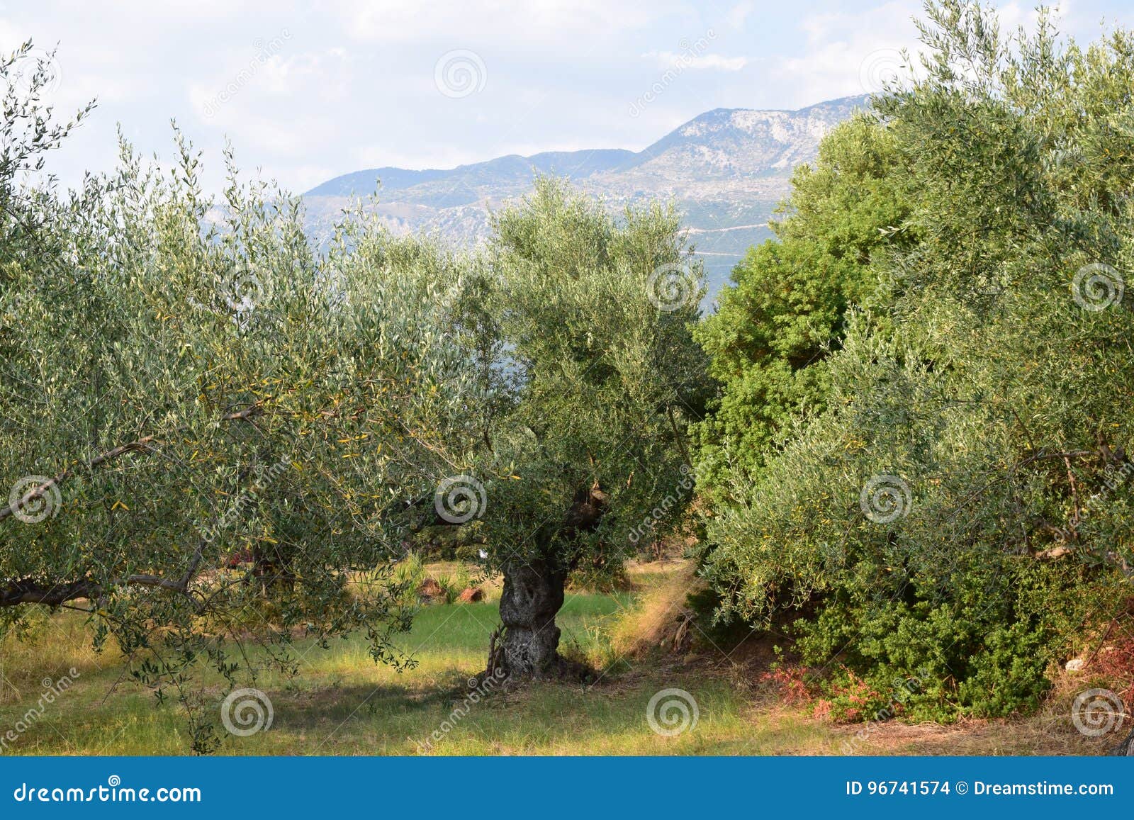 Olive Trees Landscape Kalamata, Greece Stock Photo - Image of branches ...