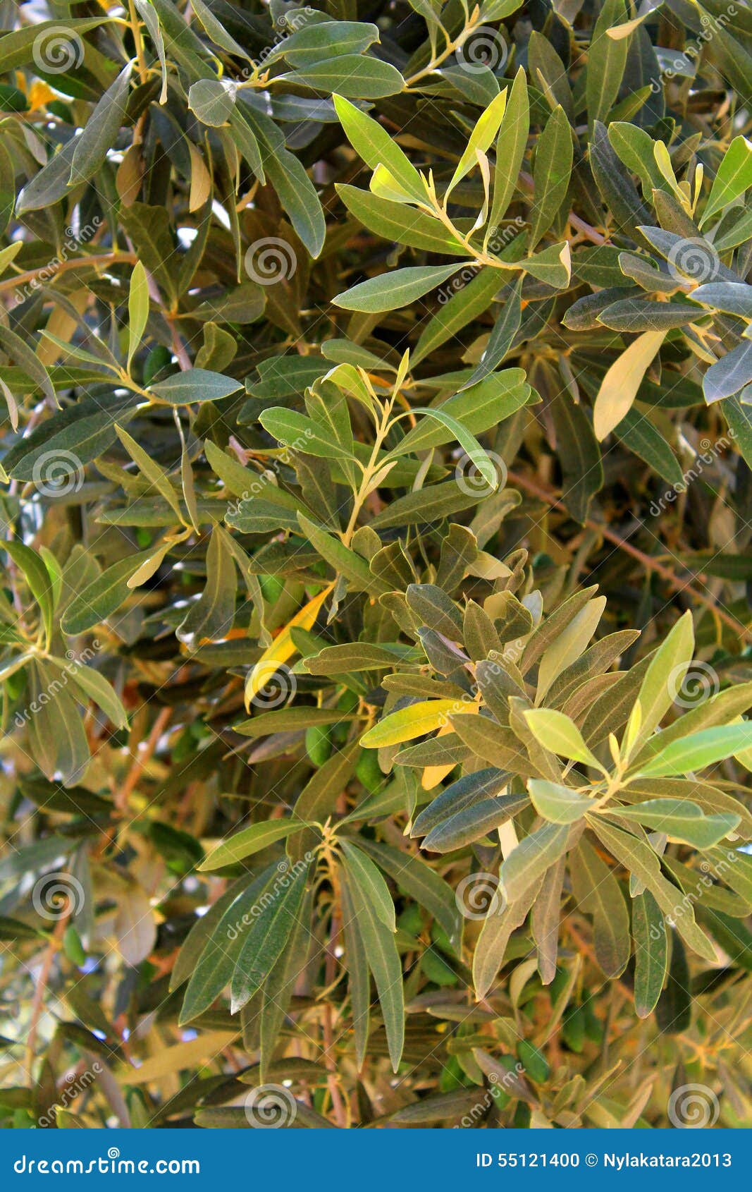 Olive trees stock photo. Image of olives, corolla, olive - 55121400