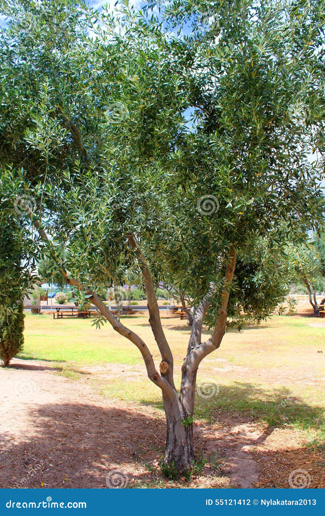 Olive trees stock photo. Image of green, ripening, leafy - 55121412