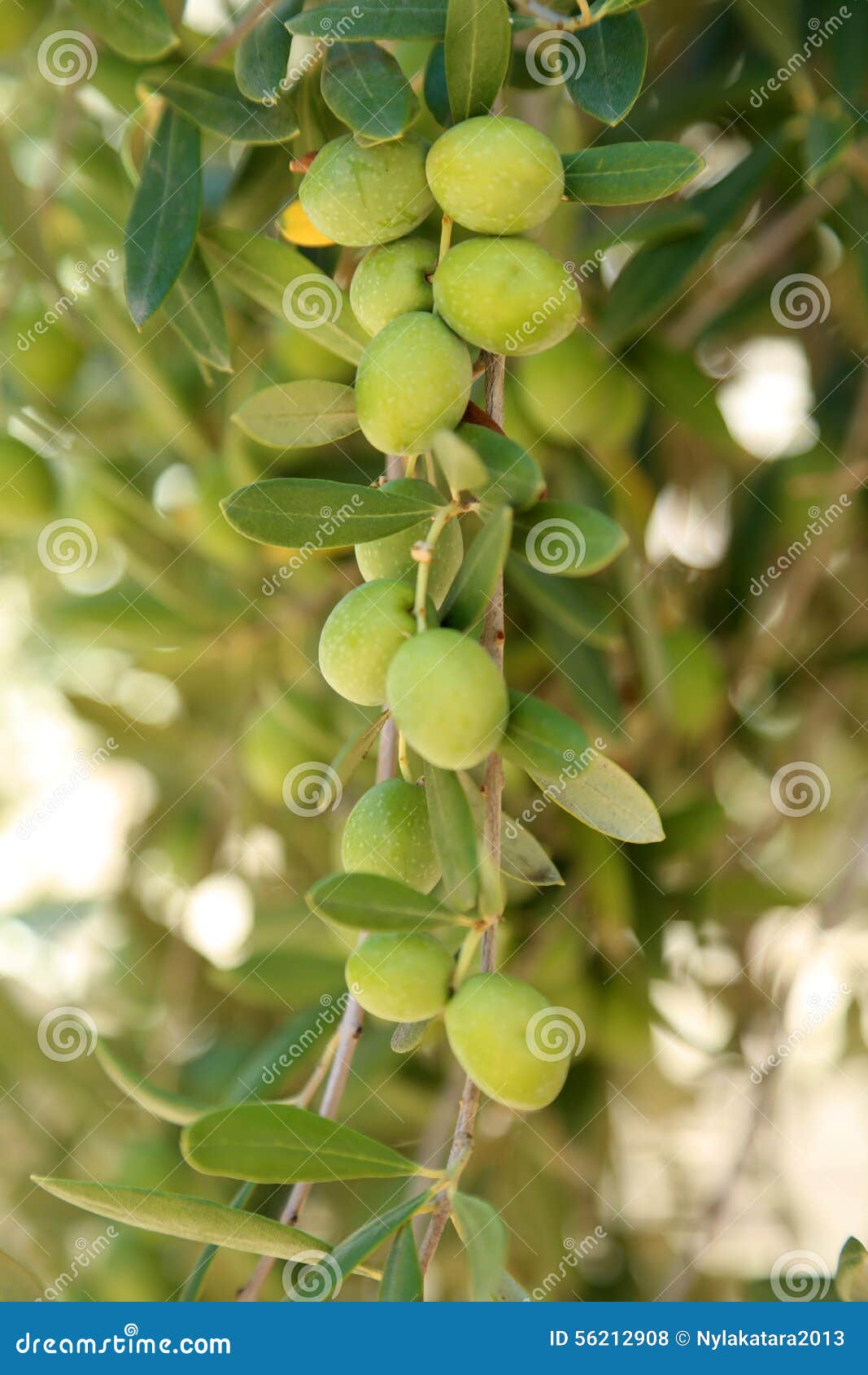 Olive trees stock photo. Image of fruit, green, harvested - 56212908
