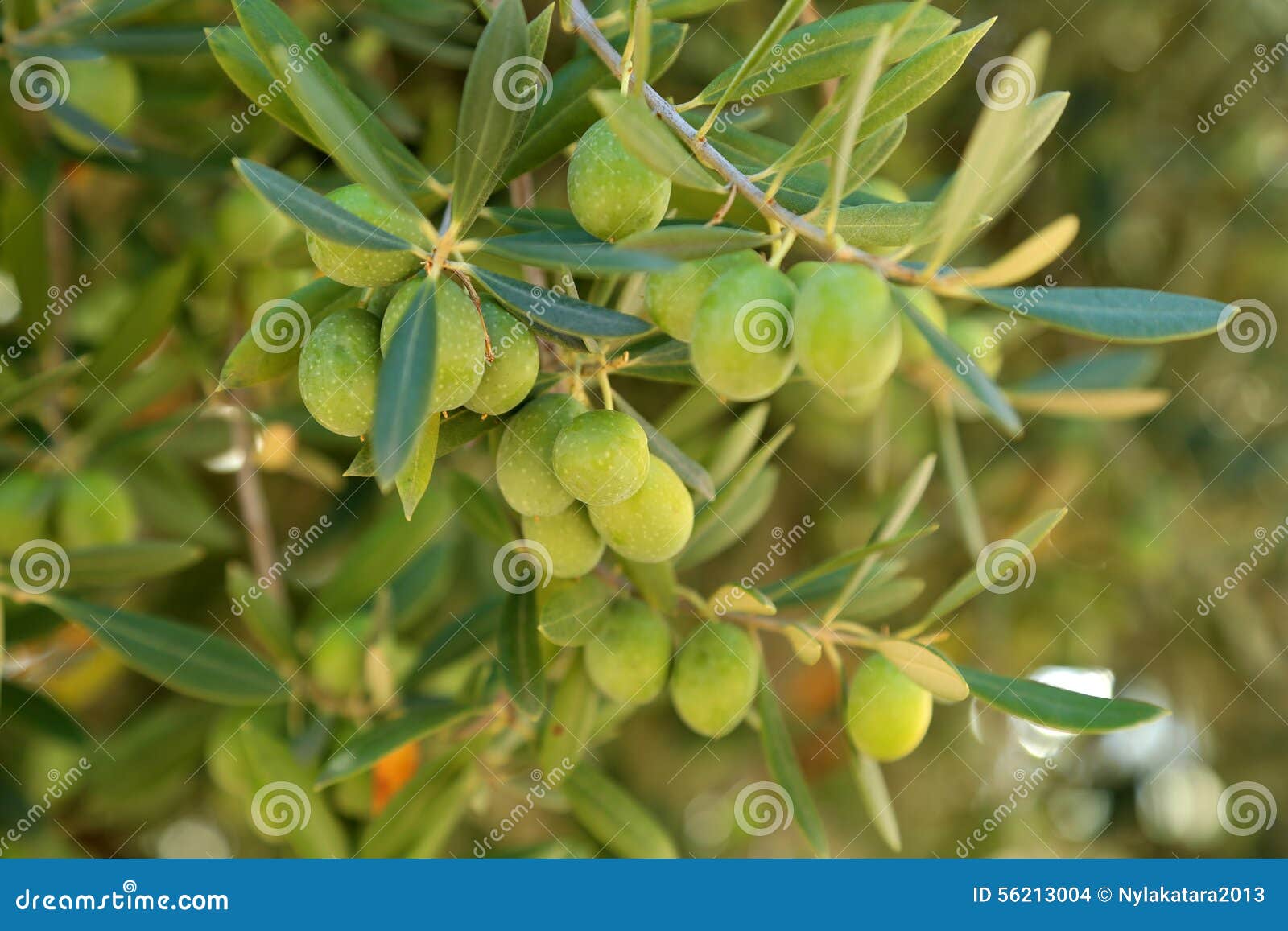 Olive trees stock photo. Image of cuisine, rock, feathery - 56213004