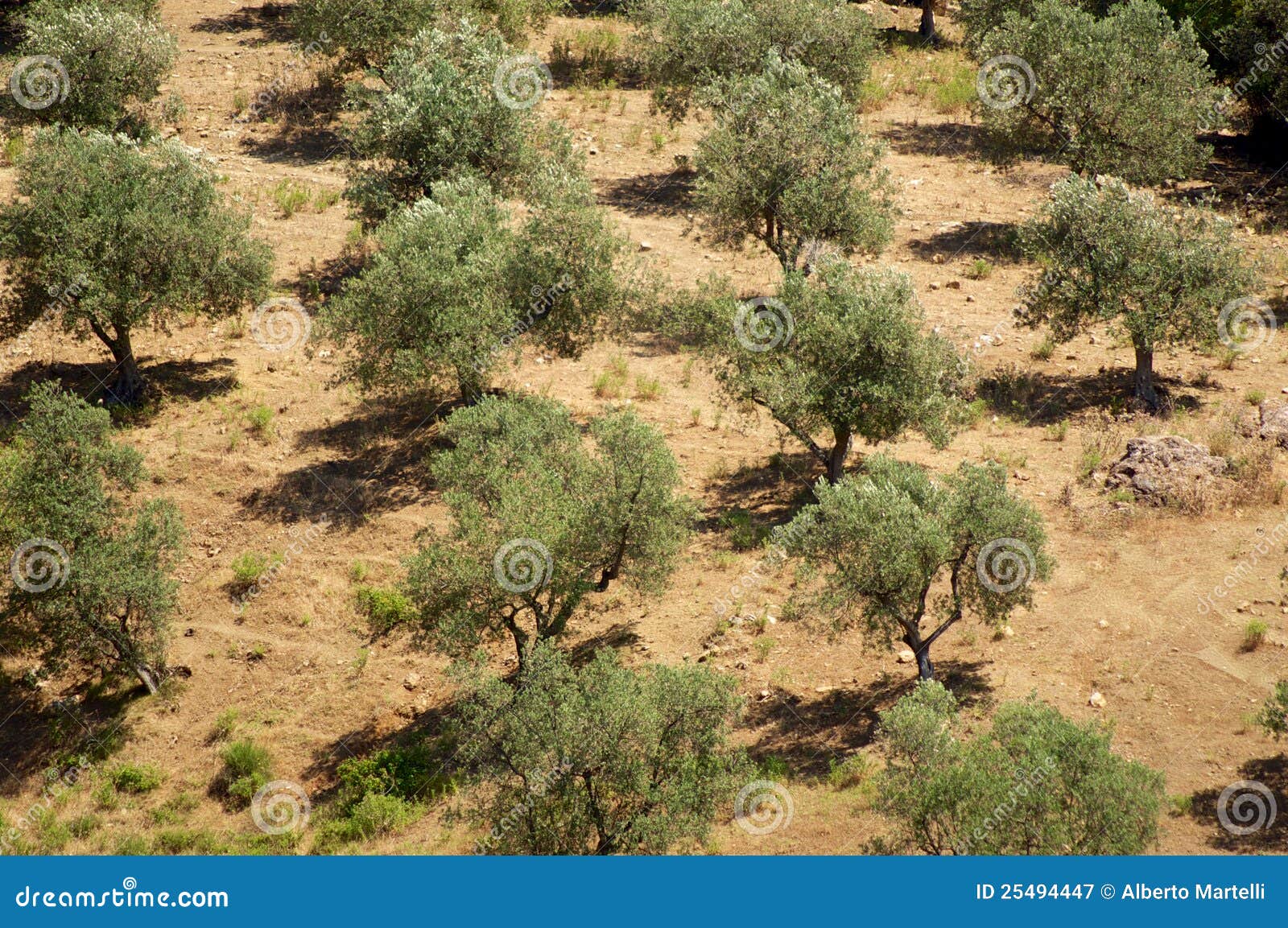 Olive trees lines stock image. Image of granada, farming - 25494447