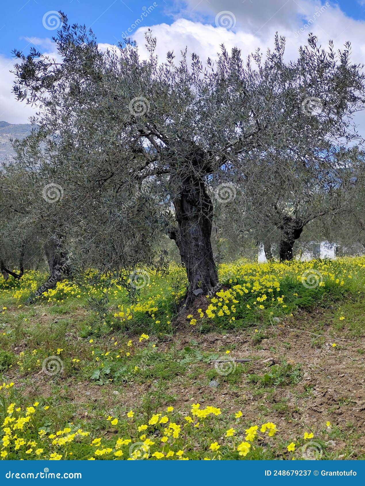 Olive trees in Andalusia stock image. Image of agriculture - 248679237