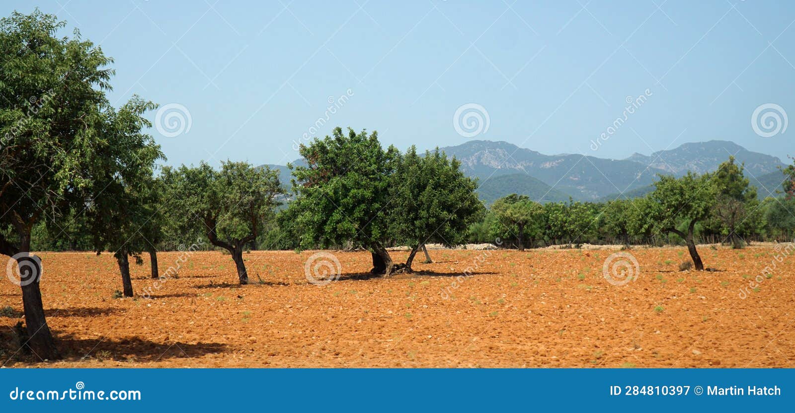 Olive Trees and Mountains Mallorca Stock Image - Image of tree, savanna ...