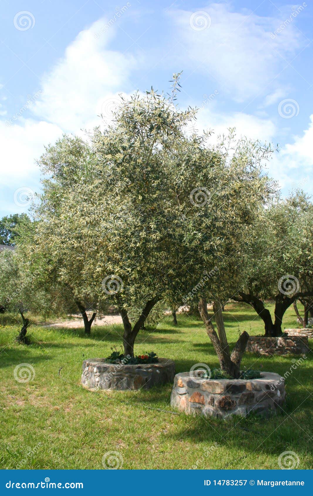 Olive Trees in Olive Grove in Full Sun Stock Image - Image of food ...