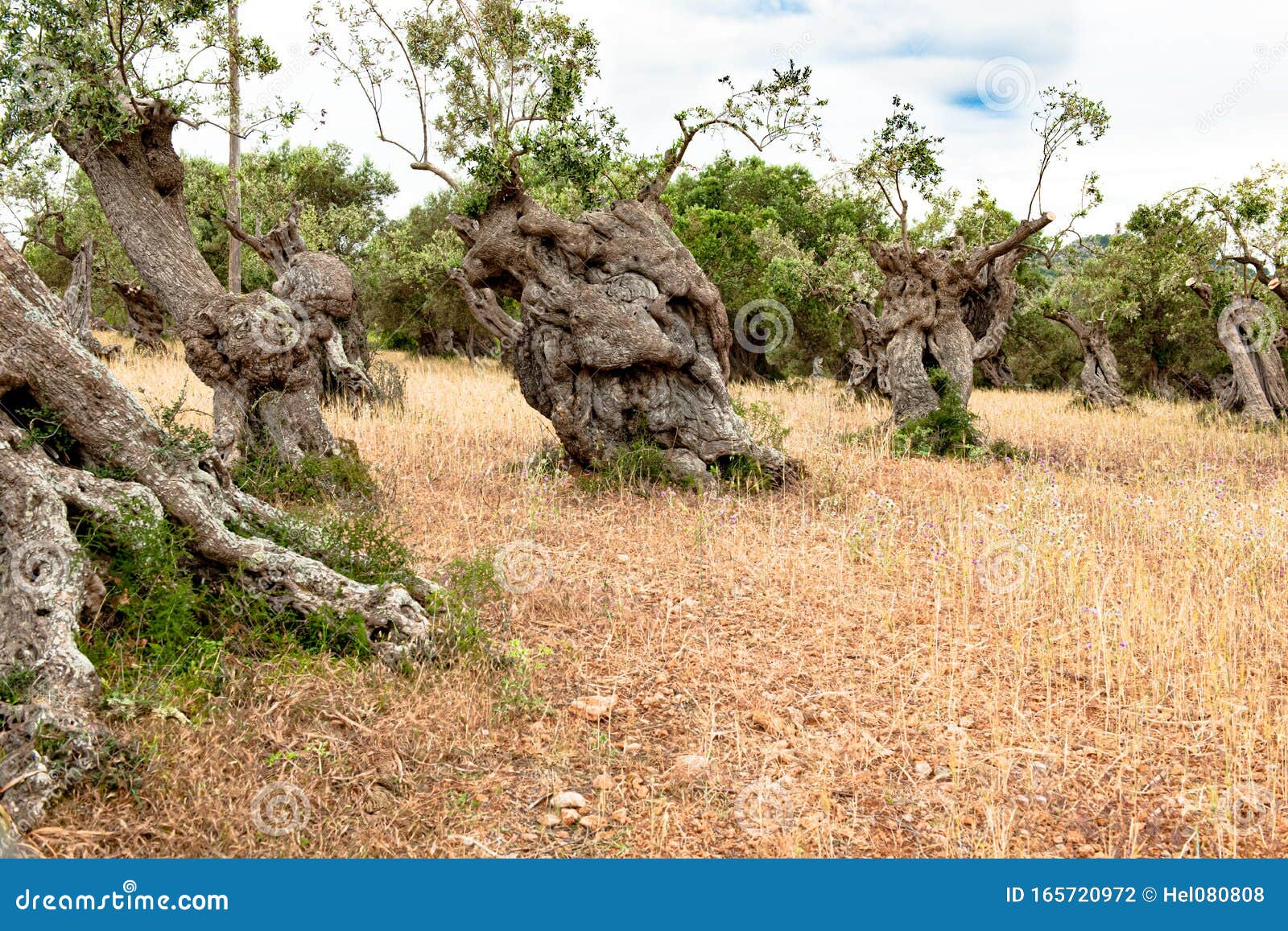 Olive Trees in Plantation with Knobby Trunk on Olive Tree Plantation in ...