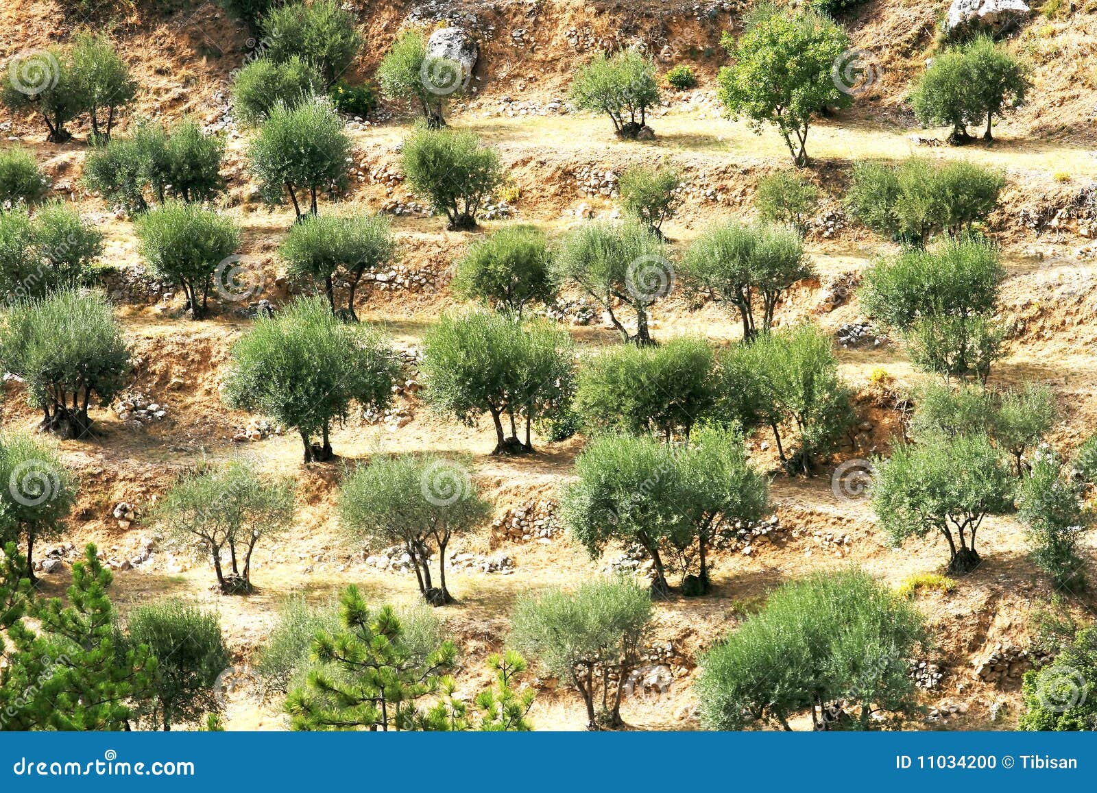 Olive trees in Provence stock photo. Image of landscape - 11034200