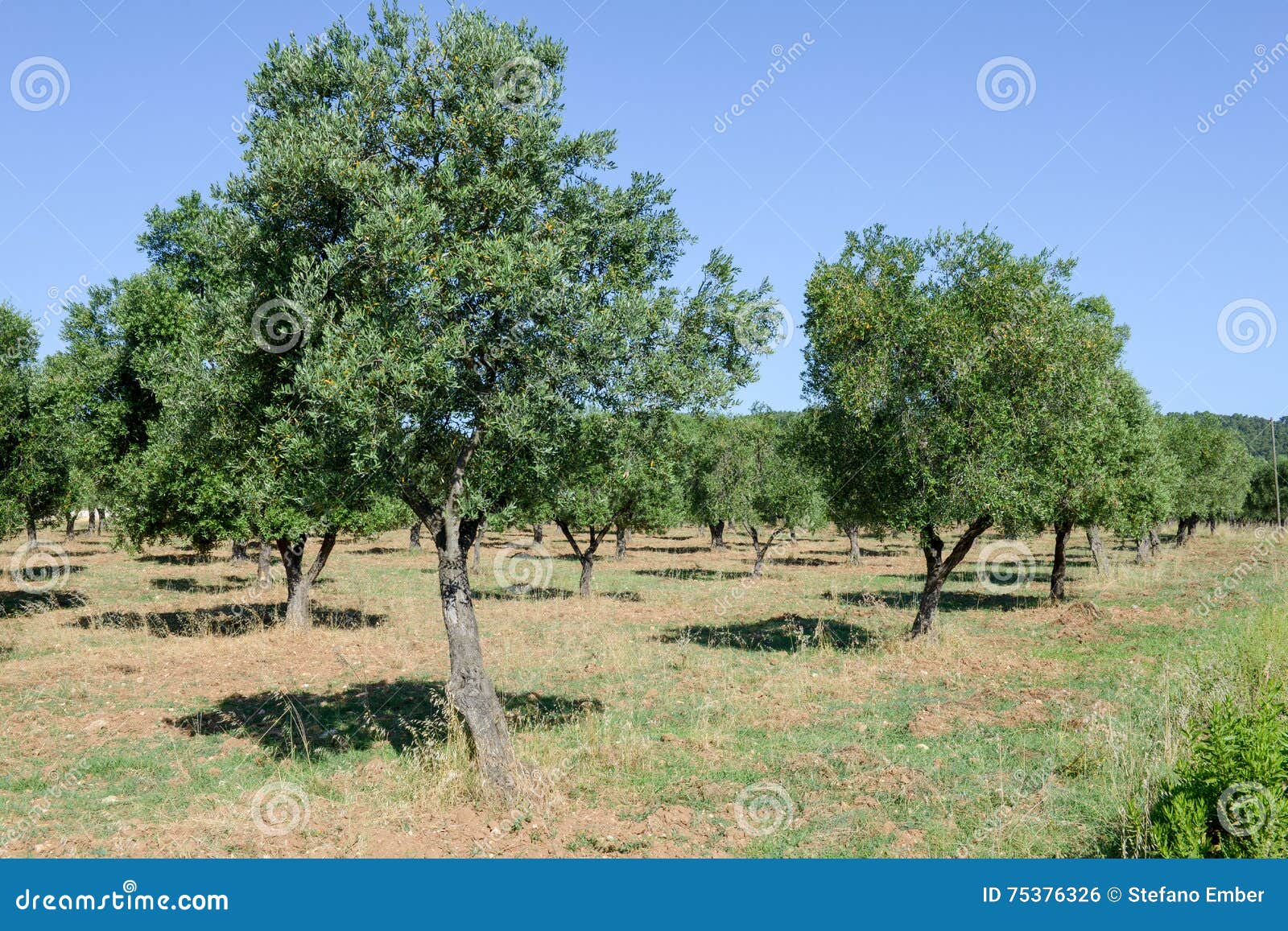 Olive trees on Puglia stock photo. Image of tree, olive - 75376326