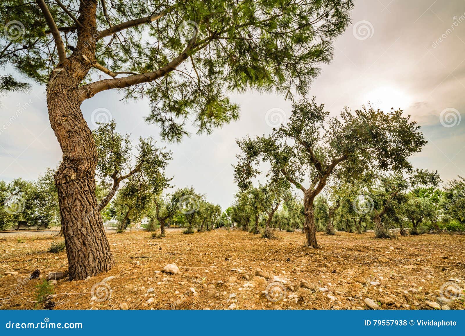 Olive trees in Puglia stock photo. Image of scenic, ground - 79557938