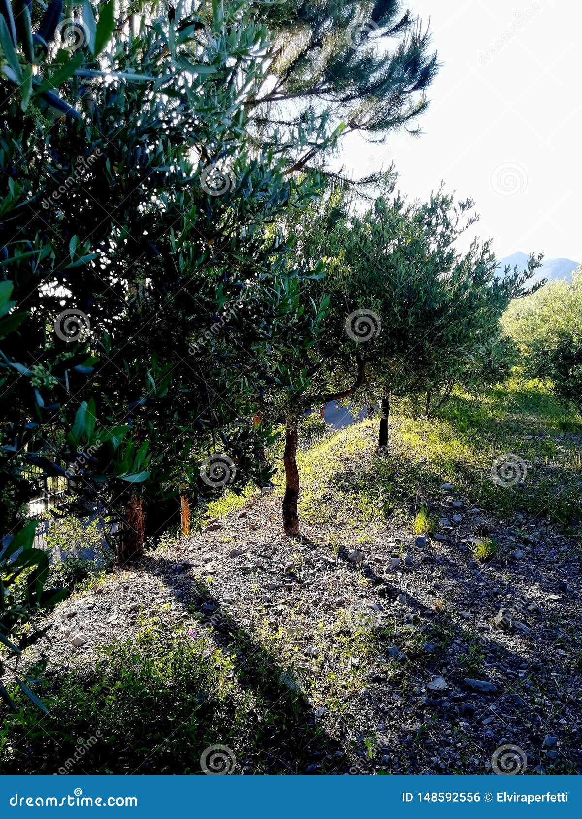 The olive trees road stock photo. Image of road, nature - 148592556
