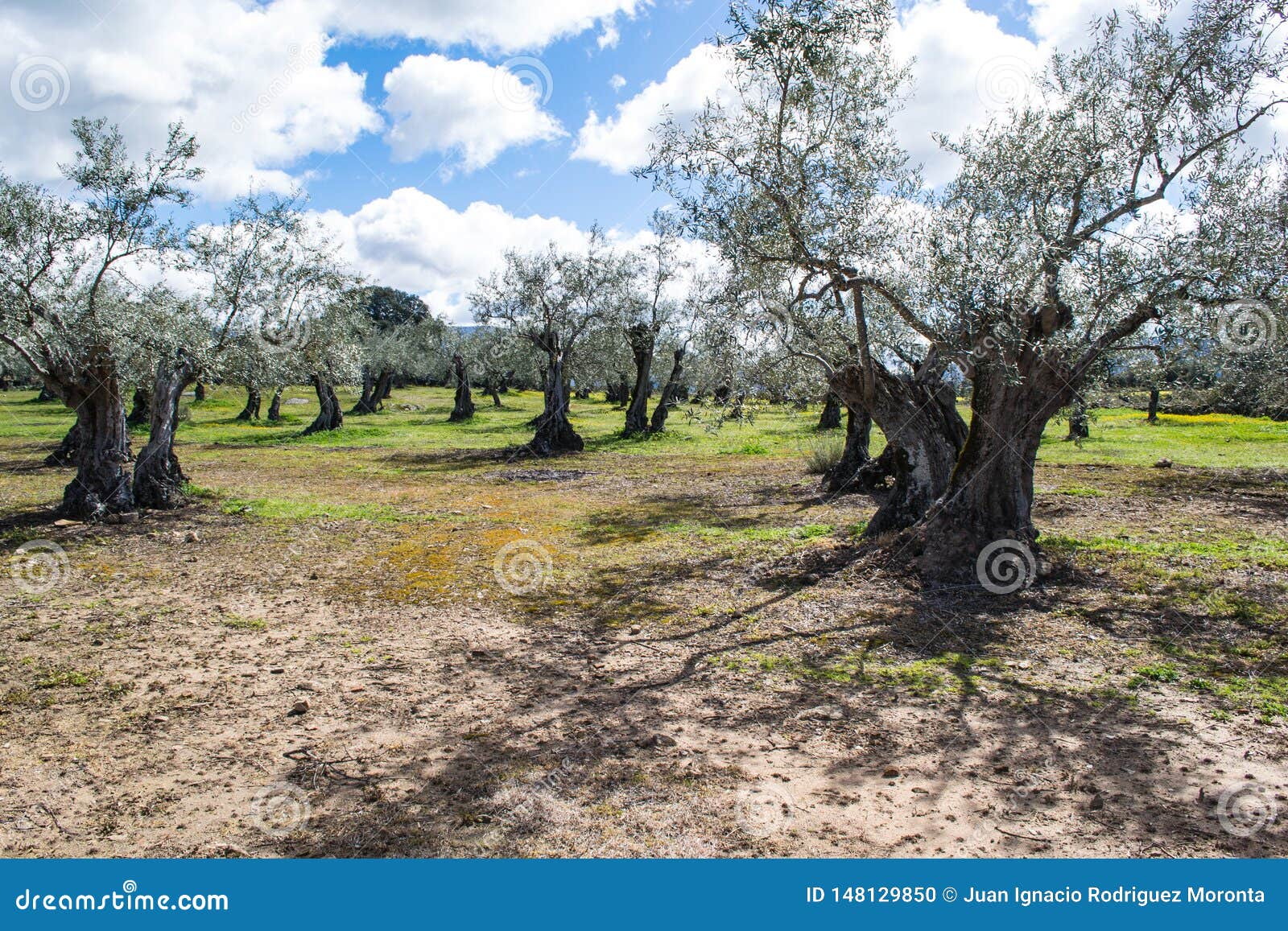 Olive trees in a row stock photo. Image of countryside - 148129850