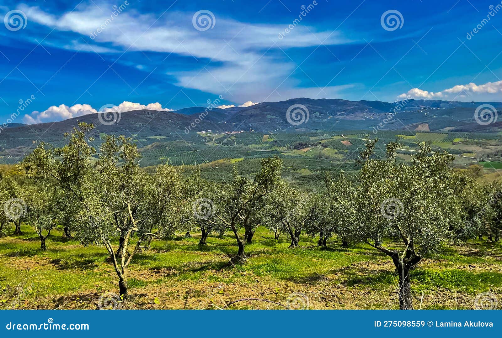 Olive Trees in a Row. Plantation, Green Grass Stock Image - Image of ...