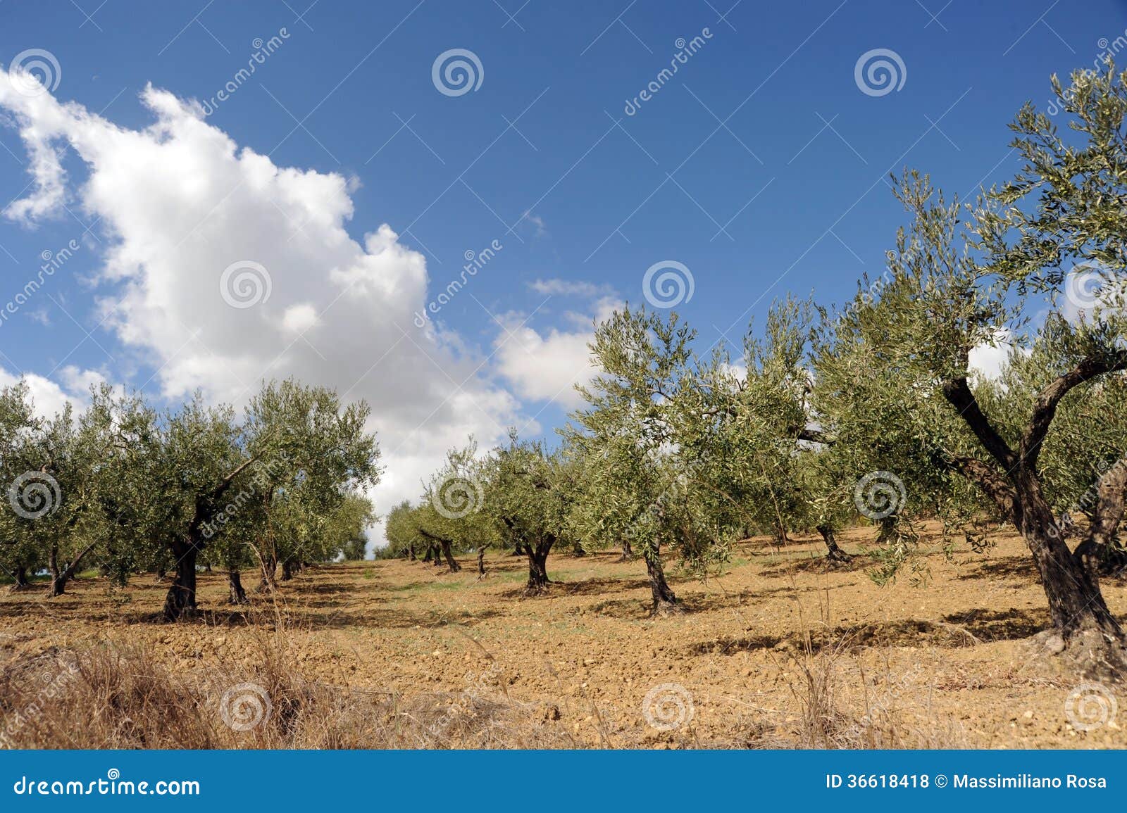 Olive trees in Sicily stock photo. Image of territory - 36618418